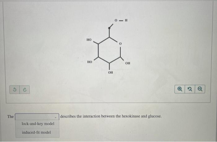 Solved Hexokinase is an enzyme that catalyzes the | Chegg.com