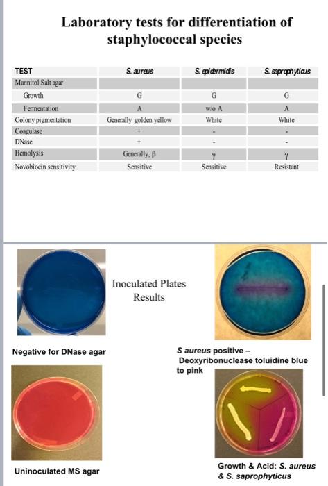 Solved Experiment 40 - Identification of Staphylococci | Chegg.com