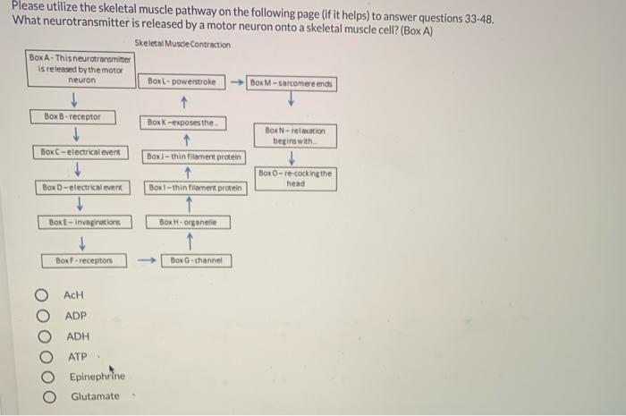 Solved Please utilize the skeletal muscle pathway on the | Chegg.com