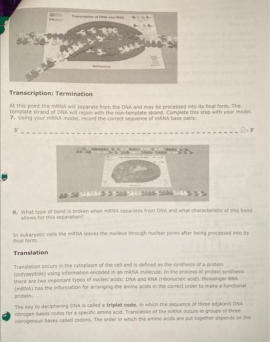Solved Transcription: Termination At this point the mRNA | Chegg.com