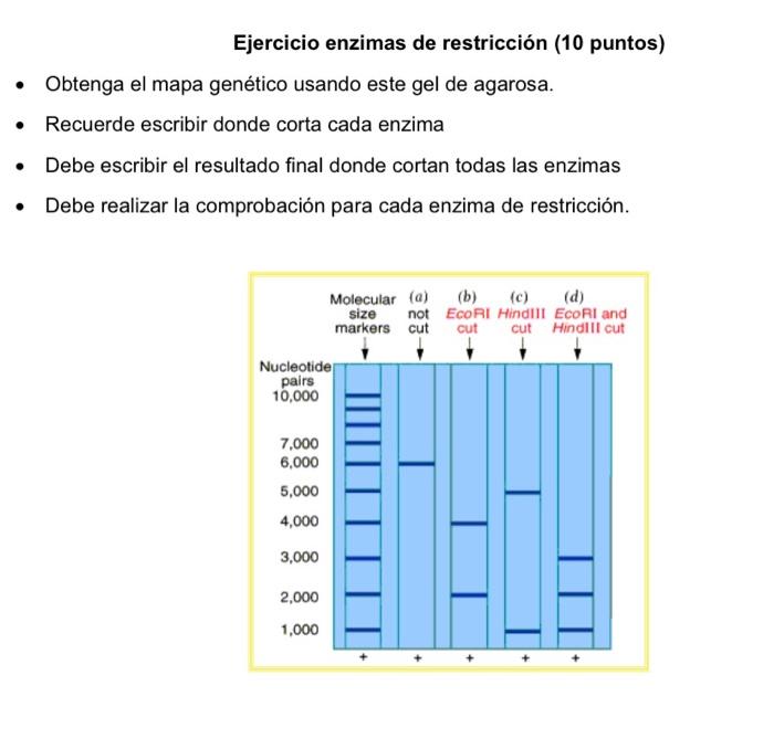 Solved Restriction enzyme exercise (10 points) Obtain the | Chegg.com