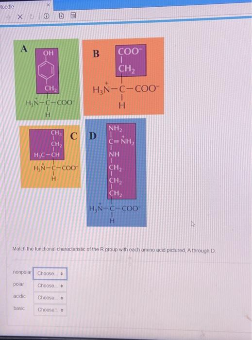 [Solved]: Match the functional characteristic of the R grou