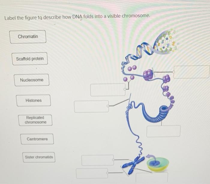 Solved Label the figure to describe how DNA folds into a | Chegg.com