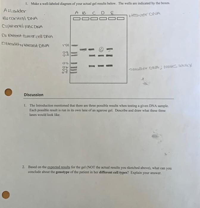 1. Make a well-labeled diagram of your actual gel | Chegg.com