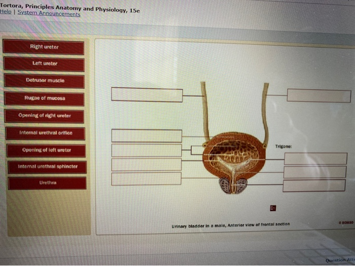 Solved Tortora, Principles Anatomy and Physiology, 15e Help | Chegg.com