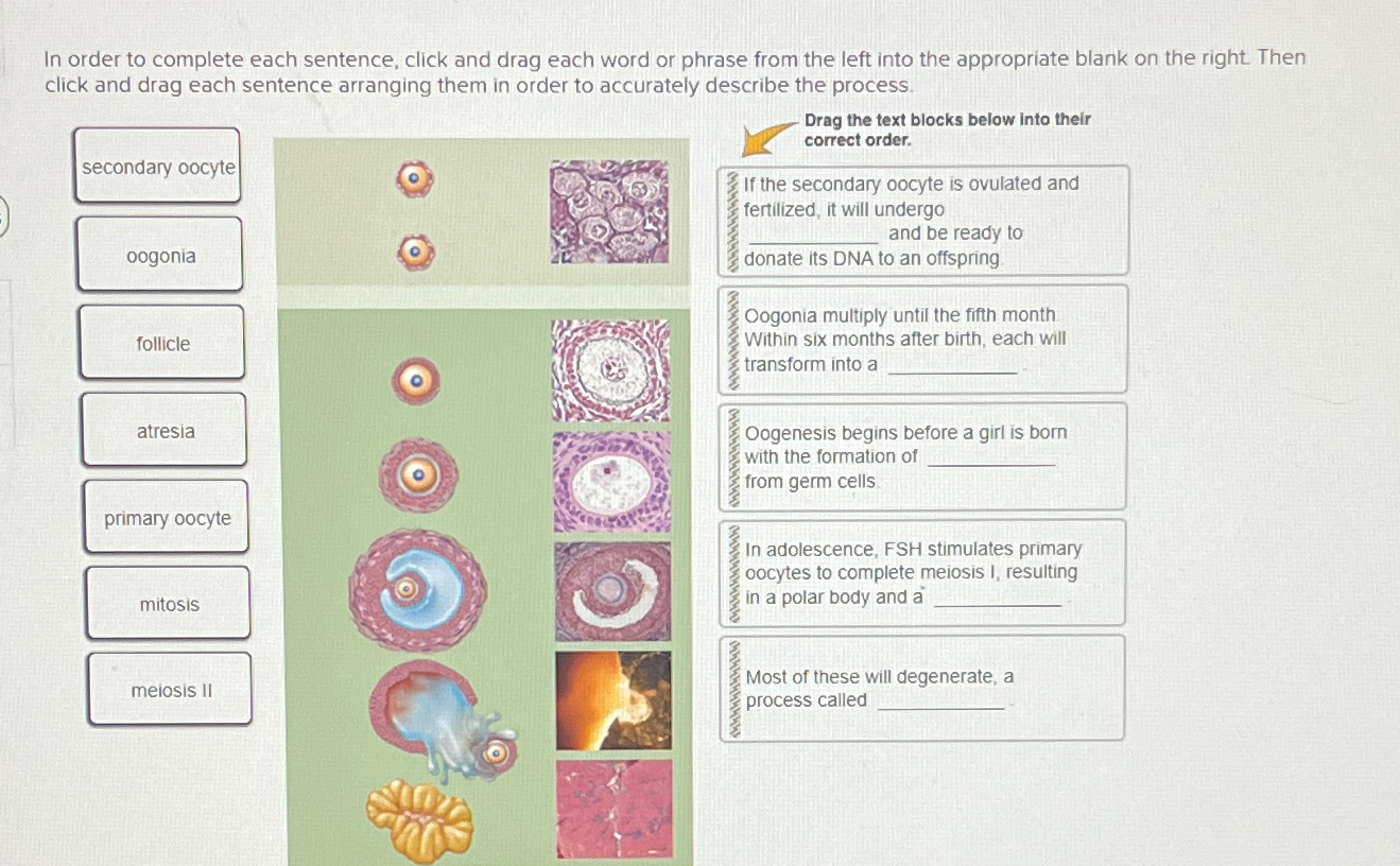 Solved In order to complete each sentence, click and drag | Chegg.com