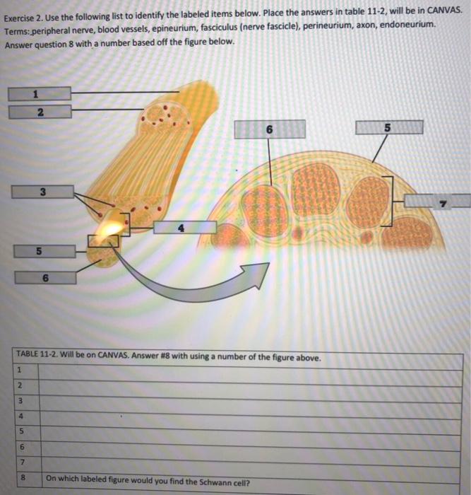 Solved Exercise 2. Use the following list to identify the | Chegg.com