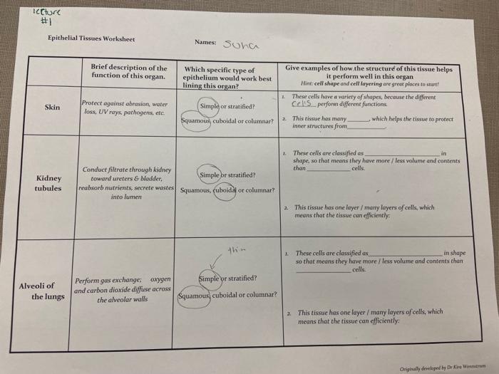 Solved Epithelial Tissues Worksheet Connective Tissues | Chegg.com