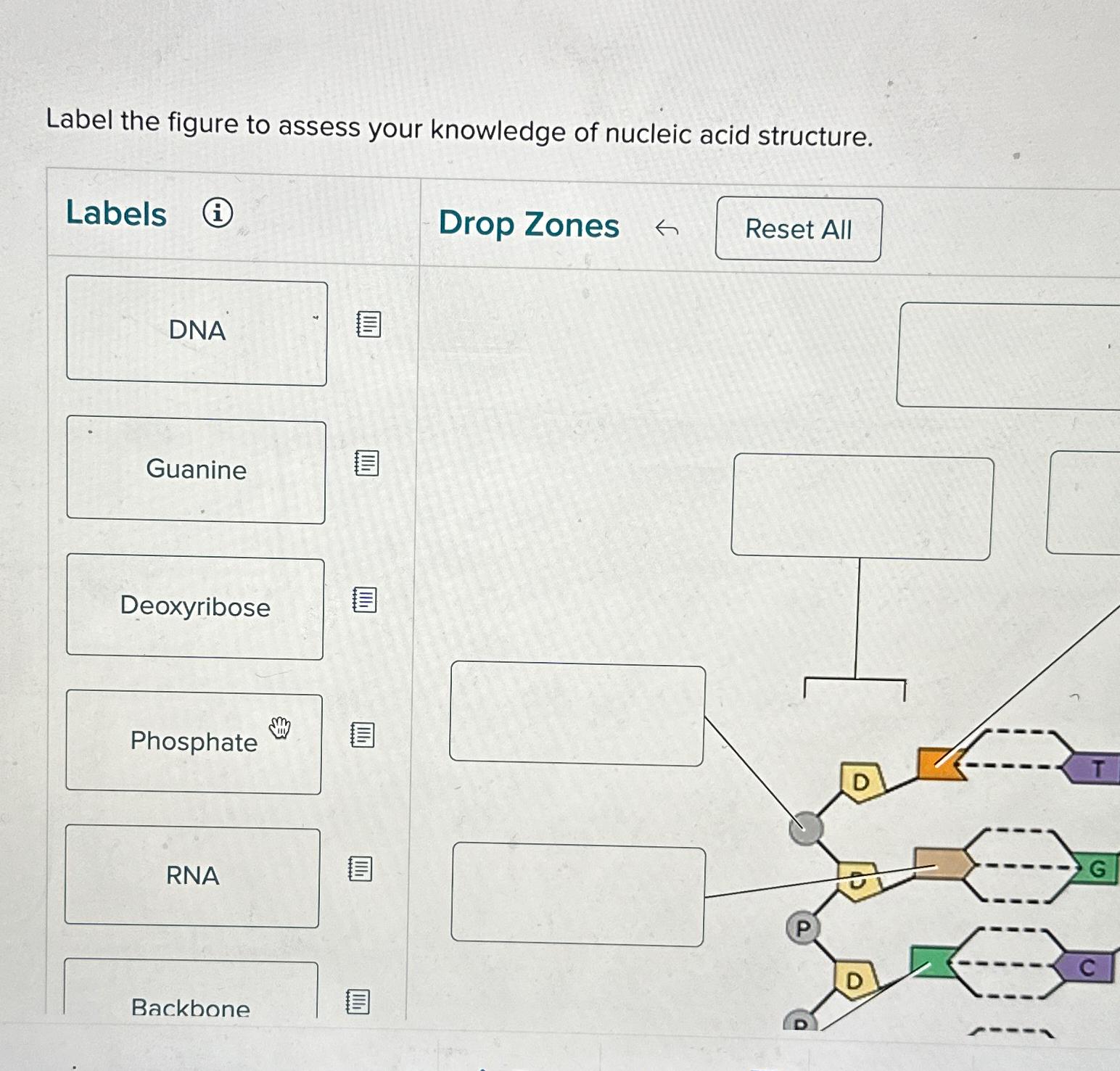 Solved Label the figure to assess your knowledge of nucleic | Chegg.com Solved Label the figure to assess your knowledge of nucleic | Chegg.com