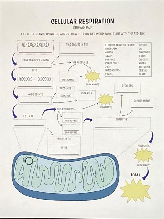 Solved CELLULAR RESPIRATION QBi0 E Di: P FLL IN THE BLANKS | Chegg.com