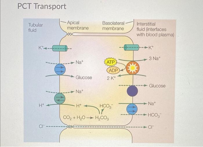 Solved PCT Transport Tubular fluid Apical membrane xoc | Chegg.com