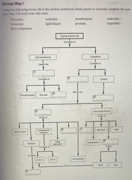 Solved Concept Map Eng the following terms, fill in the | Chegg.com