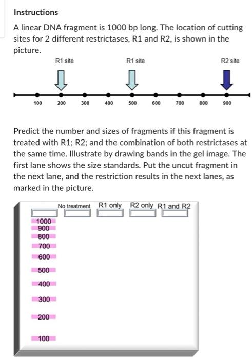 Solved A linear DNA fragment is 1000 bp long. The location | Chegg.com