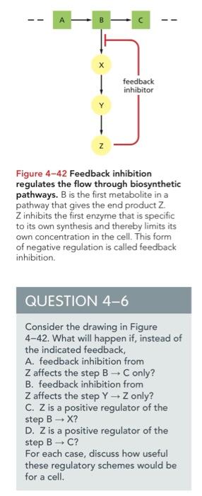 Solved A-- feedback inhibitor Figure 4-42 Feedback | Chegg.com