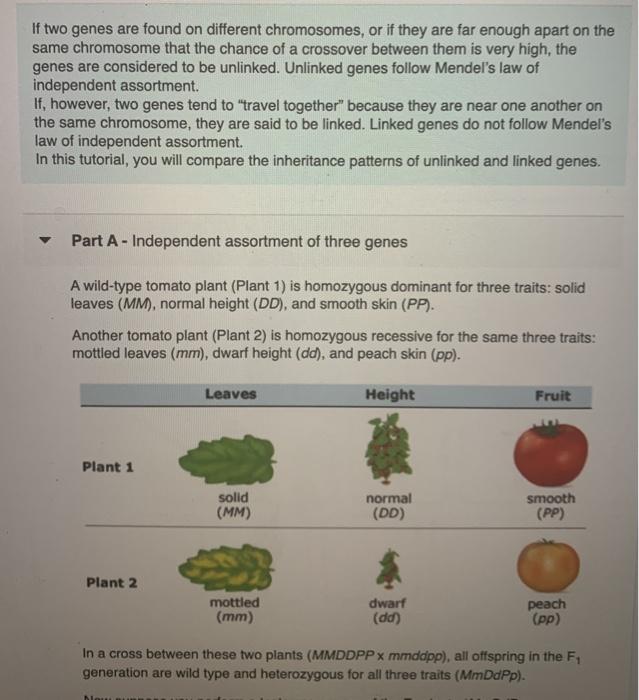 Solved If two genes are found on different chromosomes, or | Chegg.com