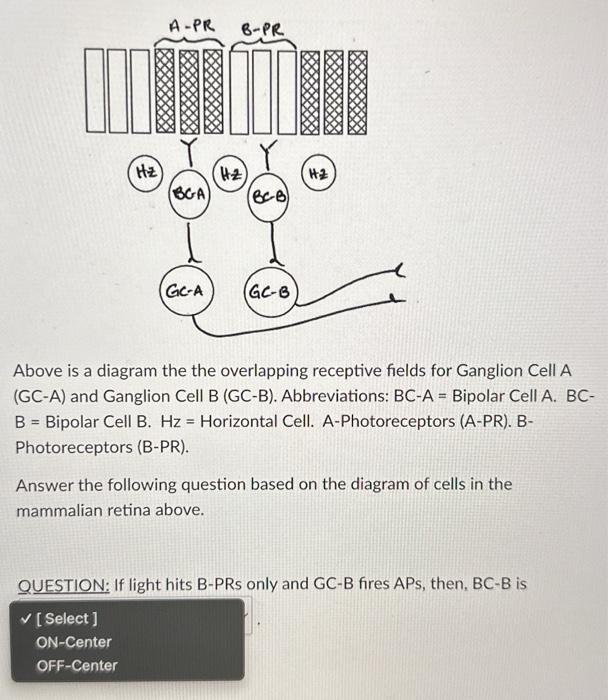Solved Above is a diagram the the overlapping receptive | Chegg.com