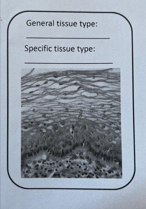 Solved 5. On the next two pages are six tissue images. For | Chegg.com
