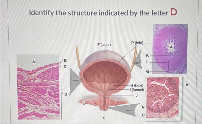 Solved Identify the structure indicated by the letter D | Chegg.com