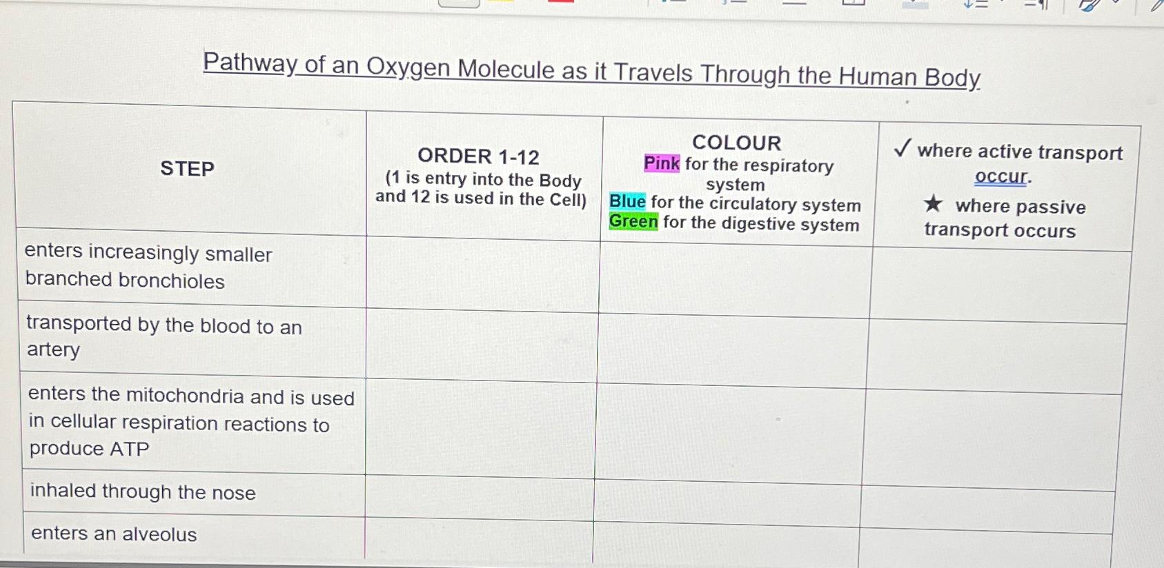 Solved Pathway of an Oxygen Molecule as it Travels Through | Chegg.com