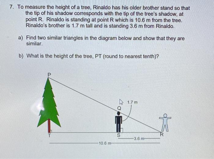 Solved 7. To measure the height of a tree, Rinaldo has his | Chegg.com
