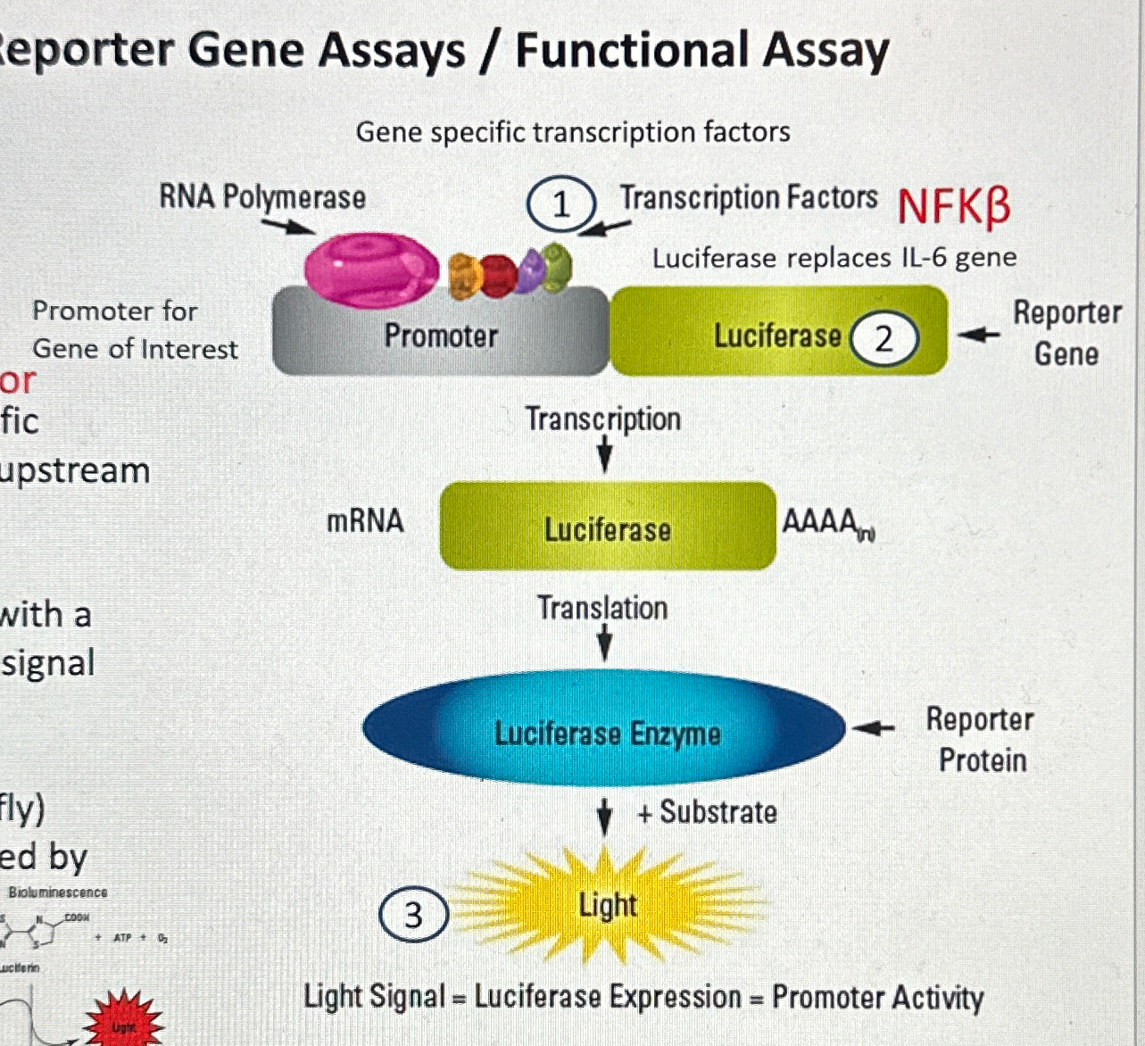 Solved eporter Gene Assays / ﻿Functional AssayGene specific | Chegg.com