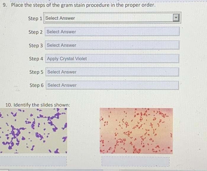 Solved 9. Place the steps of the gram stain procedure in the | Chegg.com