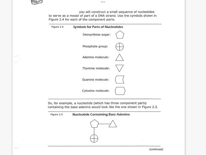 you will construct a small sequence of nucleotides to | Chegg.com