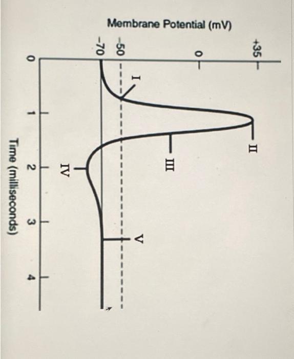 The graph below shows the profile of an action | Chegg.com