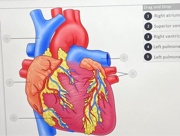 Solved Drag and Drop 1 Right atrium 2 Superior ven 3 Right | Chegg.com