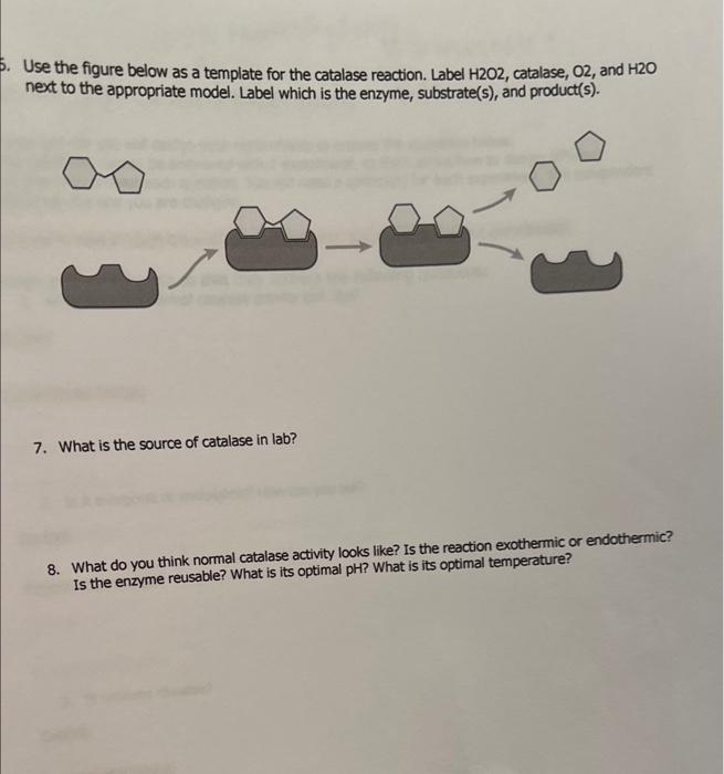 Solved Use the figure below as a template for the catalase | Chegg.com