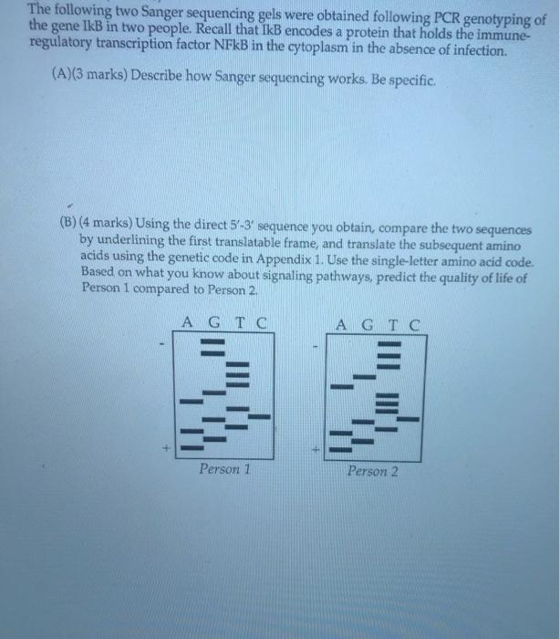 Solved The following two Sanger sequencing gels were | Chegg.com