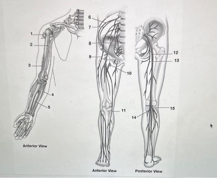 Solved Anterior View Anterior Vlew Posterior View | Chegg.com