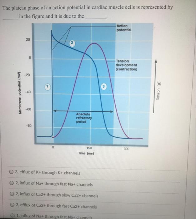 Solved The plateau phase of an action potential in cardiac | Chegg.com