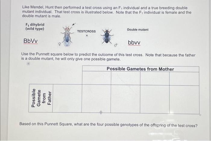 Solved Below is an example of one of Morgan's experiments | Chegg.com
