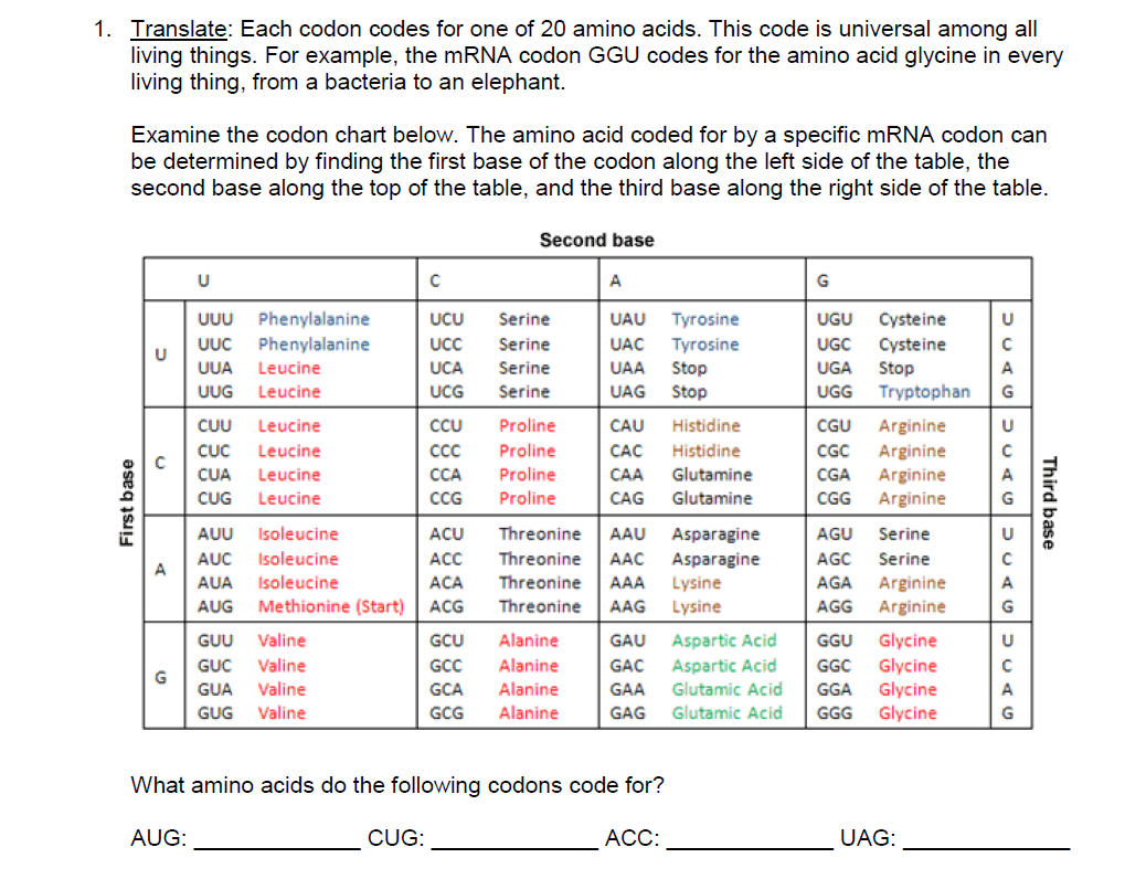 Solved Translate: Each codon codes for one of 20 ﻿amino | Chegg.com