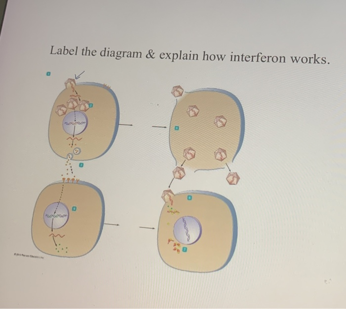 Solved Label the diagram & explain how interferon works. | Chegg.com