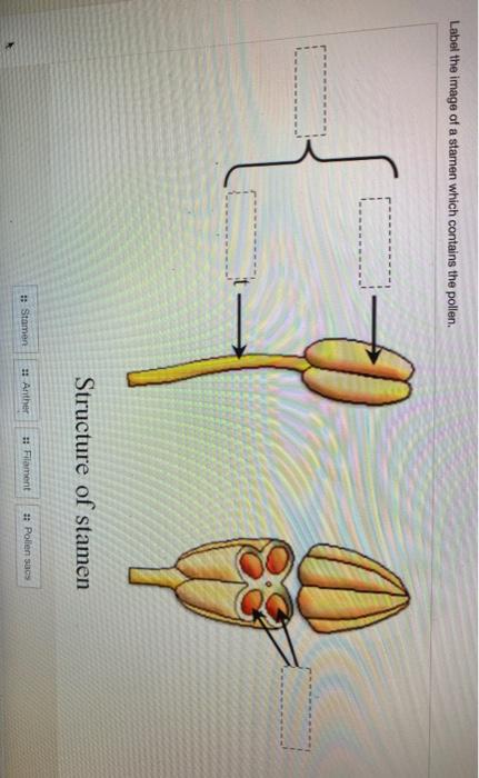 Solved Label the image of a stamen which contains the | Chegg.com