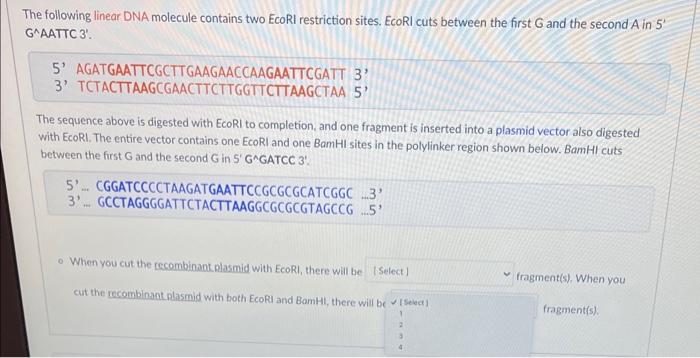 The following linear DNA molecule contains two EcoRl | Chegg.com