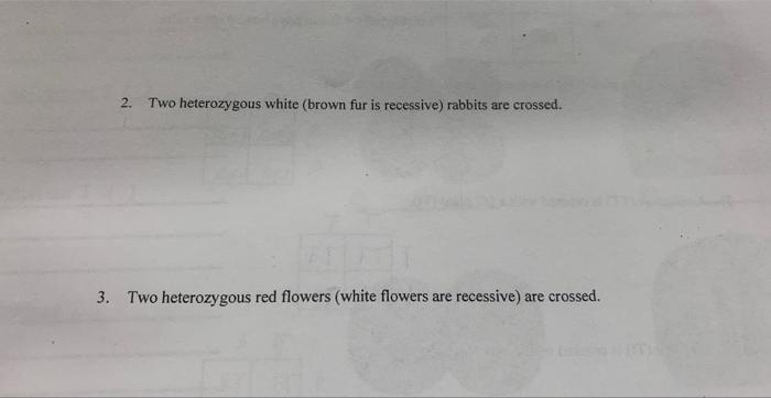 Solved Punnett square problems continued Complete the | Chegg.com