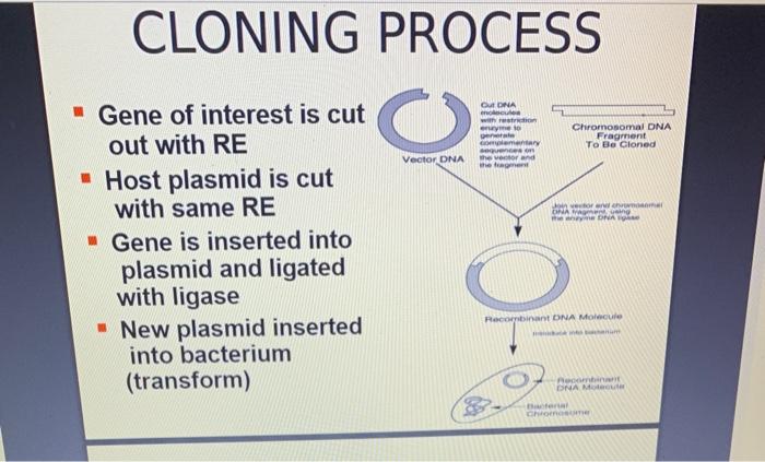 Solved 1. Among those cloning strategies described into the | Chegg.com