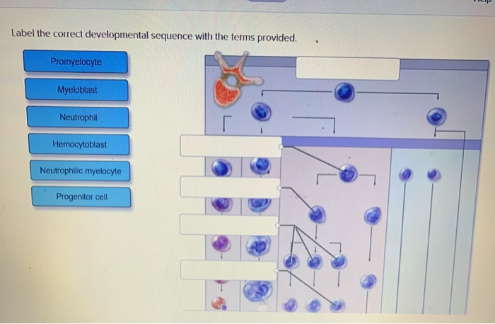 Solved Label the correct developmental sequence with the | Chegg.com