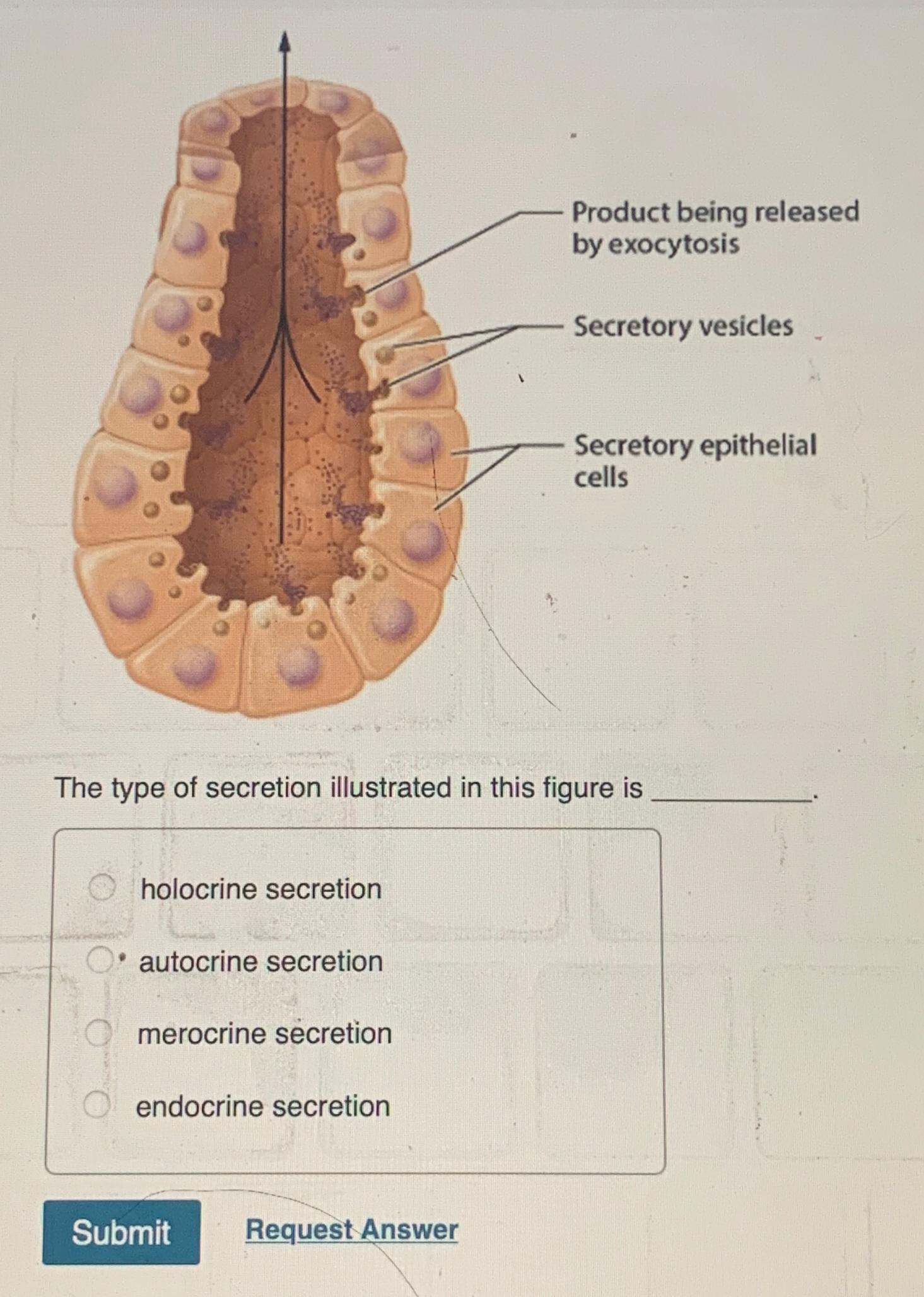 Solved The type of secretion illustrated in this figure | Chegg.com