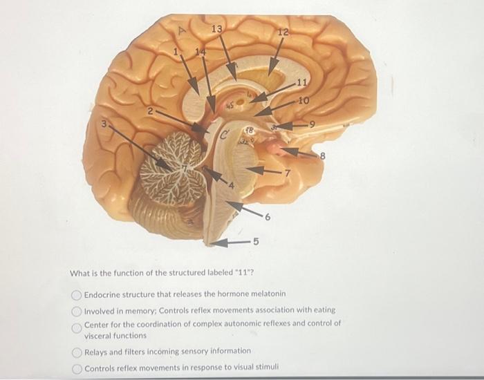 Solved What happens at the structure indicated by the yellow | Chegg.com