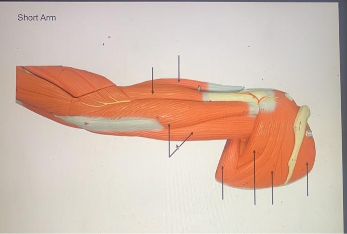 Solved Short Arm Anterior Full Upper Limb showing the medial | Chegg.com