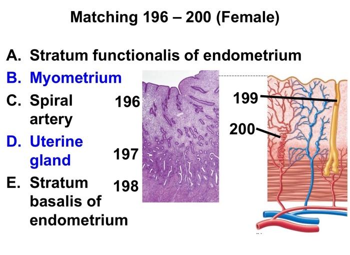 Solved Matching 196 – 200 (Female) A. Stratum functionalis | Chegg.com