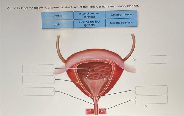 Solved Correctly label the following anatomical structures | Chegg.com