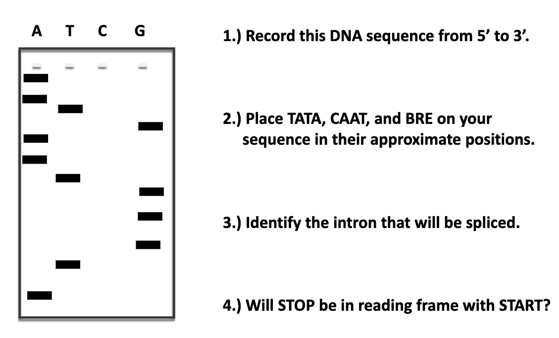 1.) ﻿Record this DNA sequence from 5' ﻿to 3'.2.) | Chegg.com