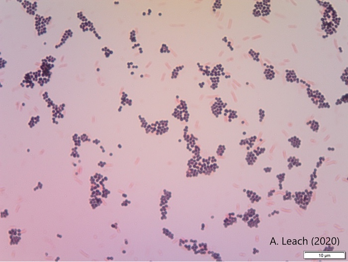 Solved Gram StainPresent a figure of the four smears as a | Chegg.com