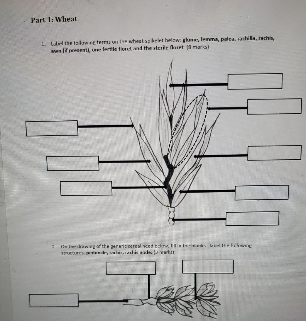 Solved Part 1: Wheat 1 Label the following terms on the | Chegg.com