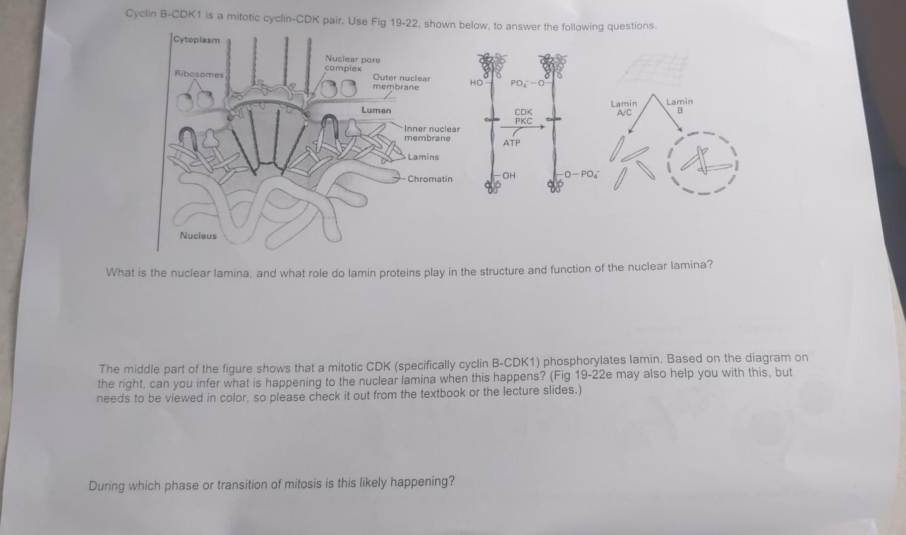 Solved Cyclin B-CDK1 is a mitotic cyclin-CDK pair. Use Fig | Chegg.com